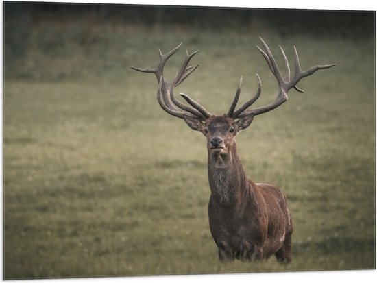 Vlag - Hert met groot gewei staat in open natuurgebied - 100x75 cm Foto op Polyester Vlag | bol