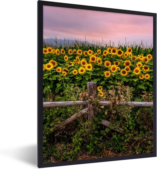 Fotolijst incl. Poster - Zonnebloem - Bloemen - Planten - 60x80 cm ... Fotolijst incl. Poster - Zonnebloem - Bloemen - Planten - 60x80 cm ...