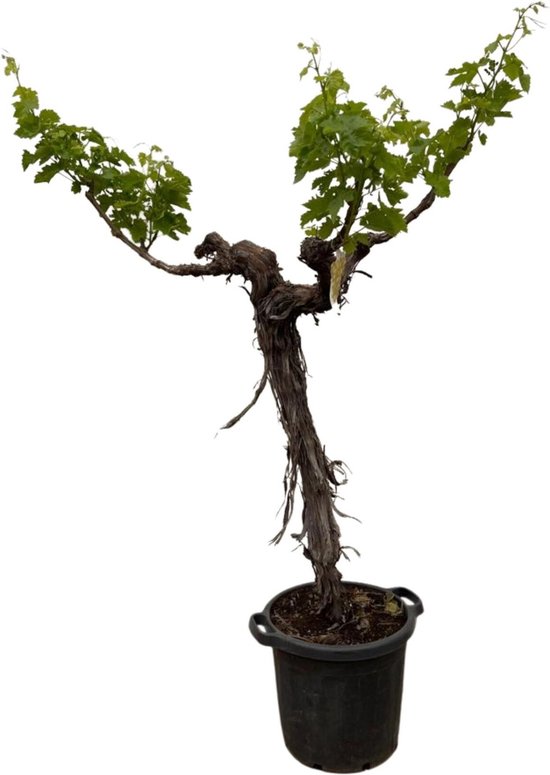 Druivenboom - Vitis Vinifera Bianca stam vertakt XXL | bol