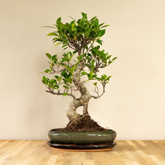Bonsaiwonder® - Ficus Dakou Suru - Bonsai boompje - Binnen bonsai ...