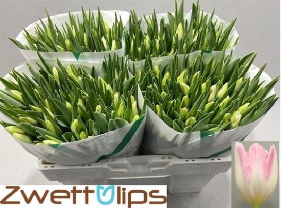 DutchFlowers - Boeket - 50x Tulipa first class 40cm | bol