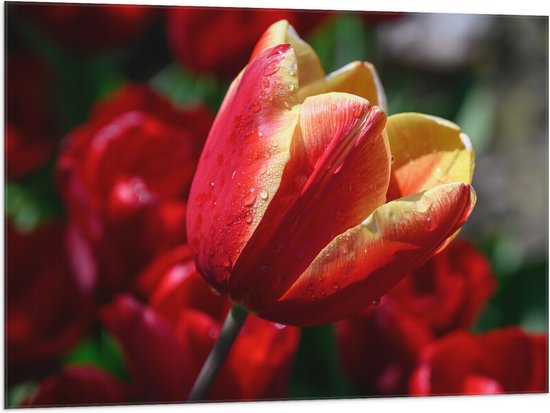Vlag - Rood met Gele Tulp met Rode Bloemen Achtergrond - 100x75 cm Foto ...