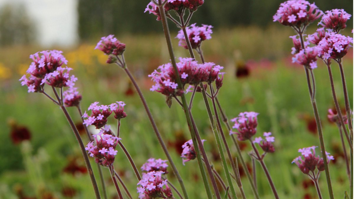 24x Verbena Bonariensis - IJzerhard - P9 Pot (9x9cm) - Koop ...
