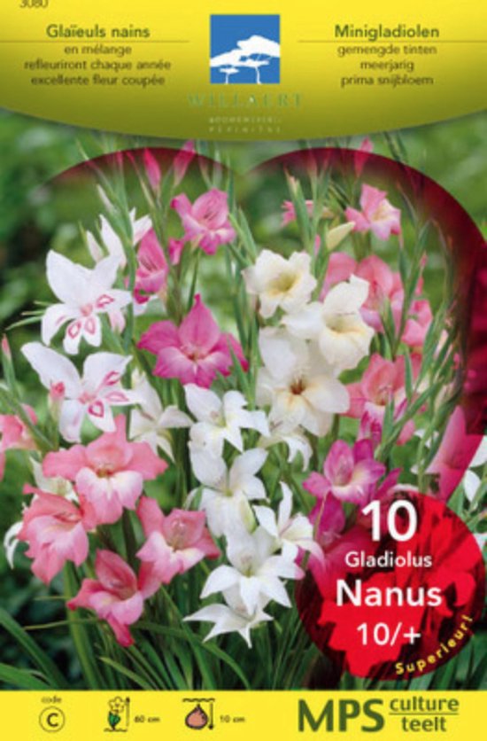 Gladiolus nanus gemengd - mix | bol