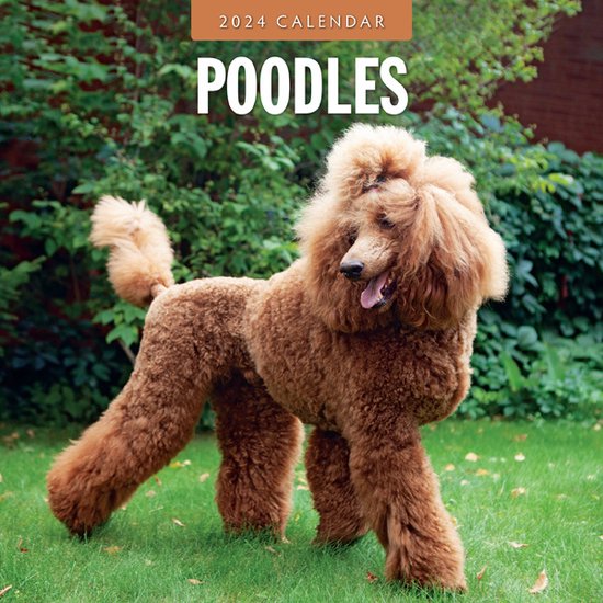 Poodles (Poedel) Kalender 2024 | bol