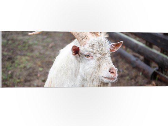 PVC Schuimplaat - Witte geit staat in wei met houten hek - 90x30 cm ...