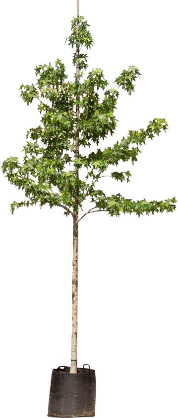 Amberboom hoogstam 300 cm | Liquidambar styraciflua 10-14 cm | Bomenbezorgd.nl | bol