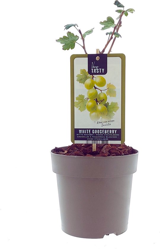 Witte Kruisbes Stekelbes Invicta - Fruitstruik om zelf te kweken - 40 ...