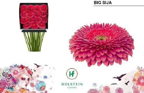 DutchFlowers - Boeket - 15x Gerbera gerponi big sija 70cm | bol