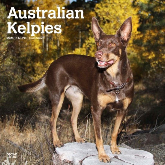 Australian Kelpie Kalender 2024 | bol