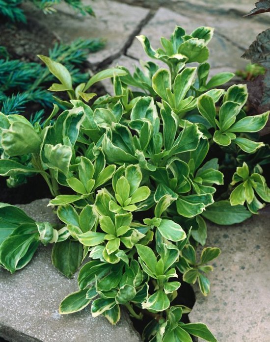 Set van 3 | Pachysandra terminalis 'Variegata' - 0.7 liter pot | bol