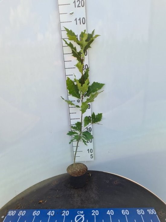 Plants Online - Tuinplanten - Bomen - Set van 1 - Quercus rubra - 2 ...