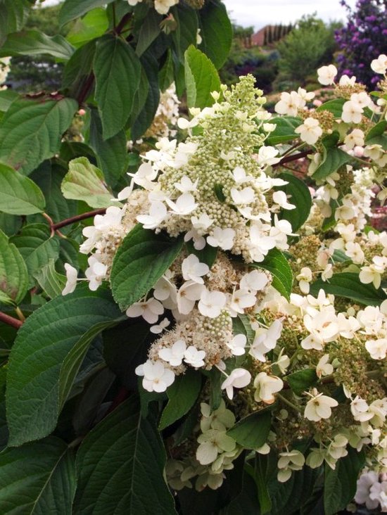Hydrangea paniculata 'Grandiflora' C2 40-60 cm | bol