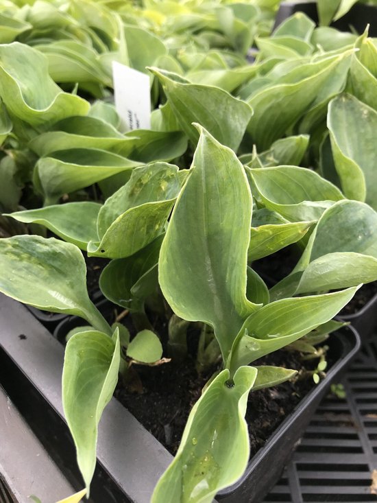 6 x Hosta 'Emerald Edger' (Klein) - Hartlelie - P9 Pot (9 x 9cm) - Dima ...