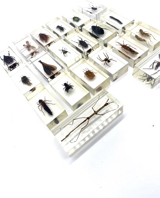 insecten in hars | insecten verzameling | opgezette insecten | kinderen ...