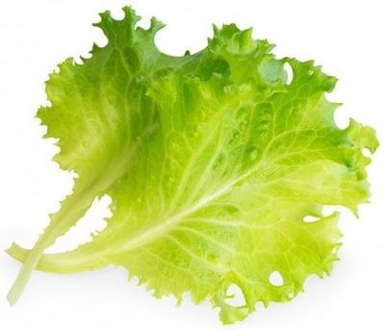 Véritable® Lingot® Organic Butterhead Lettuce - BIO BATAVIA SLA ...