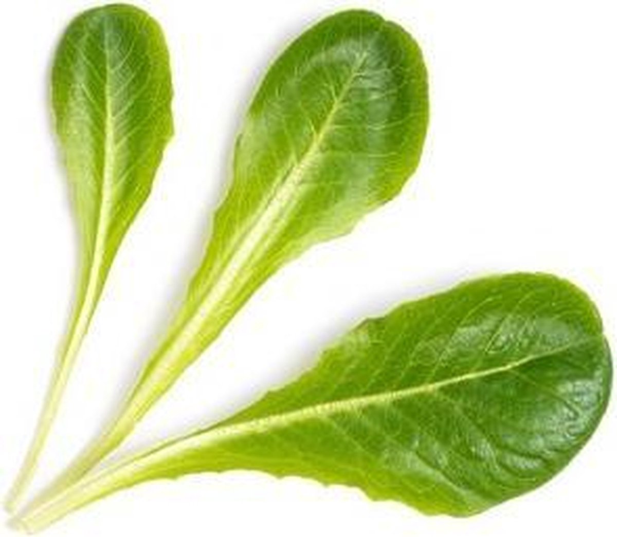 Véritable® Lingot® Romaine Lettuce - ROMEINSE SLA navulling voor alle ...