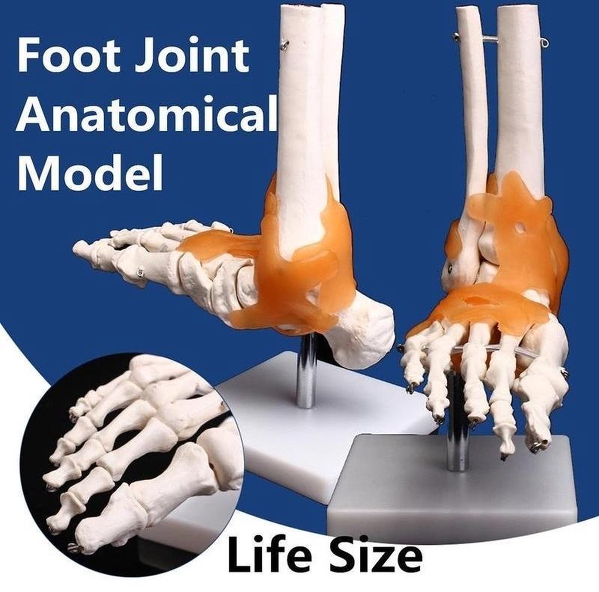 Baymate 1: 1 menselijk skelet ligament voet enkelgewricht anatomische ...