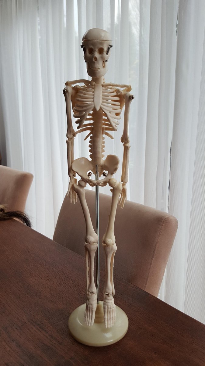 Mini skelet anatomisch model 45 cm geraamte | Games | bol.com