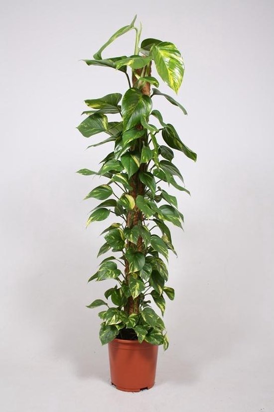 Kamerplant - Klimplant - Epipremnum aureum - mosstok - Ø pot 27cm - ↑ ...