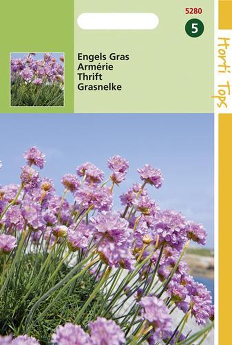 Hortitops Zaden - Armeria Laucheana Rosea (Engels Gras) | bol