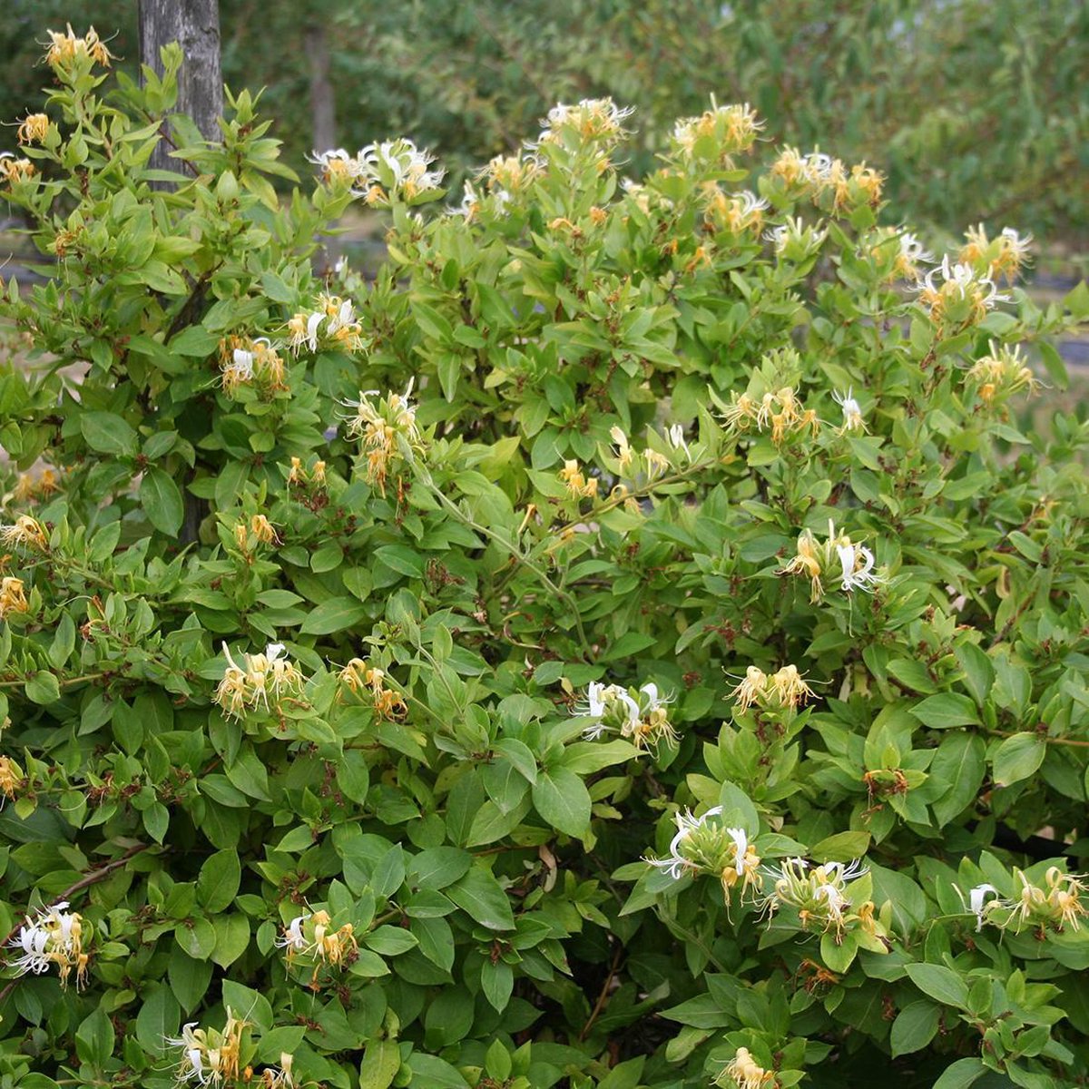Lonicera japonica 'Hall's Prolific' - Kamperfoelie 50-60 cm in pot ...