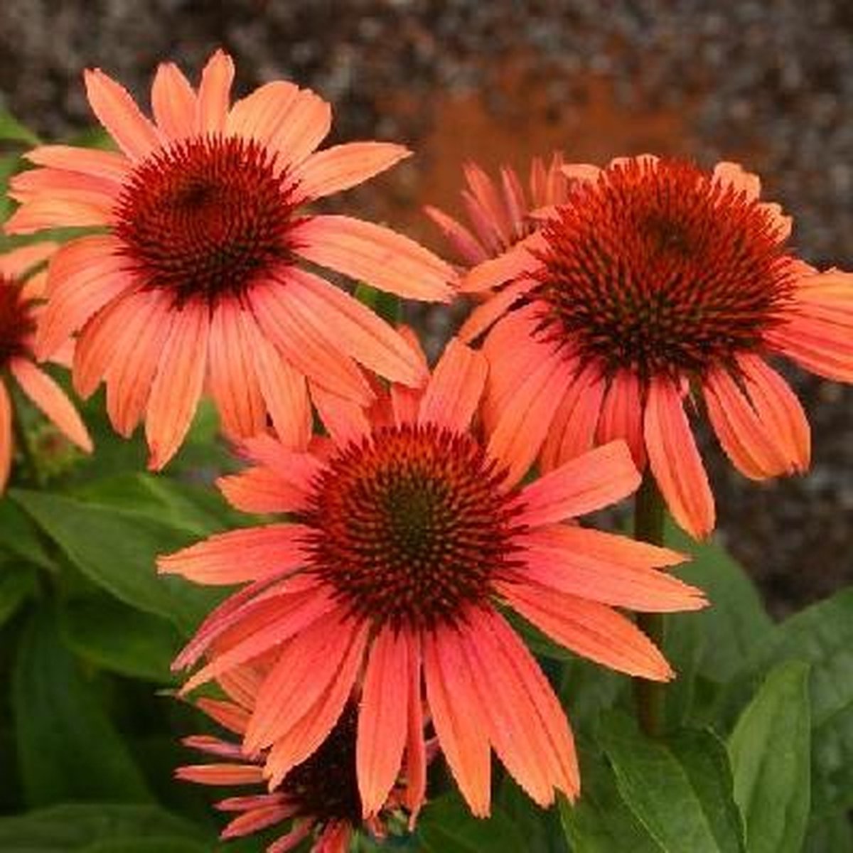 3 x Echinacea Purpurea 'Sunset' - Zonnehoed pot 9x9cm | bol
