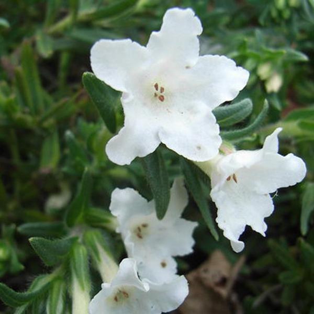 6 x Lithodora Diffusa 'Alba' - Steenzaad pot 9x9cm | bol.com