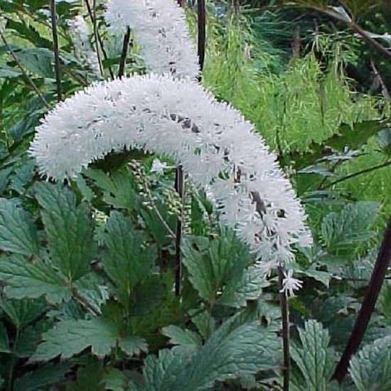 6 x Actaea Simplex 'White Pearl' - Bugbane 'White Pearl' godet 9cm x 9cm | bol.com