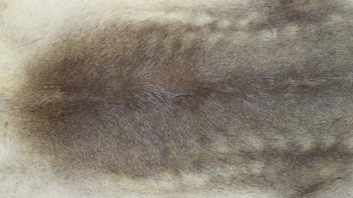 Rendierenvacht| Rendierenhuid| Vacht van Rendier XL 130x50 cm | bol.com