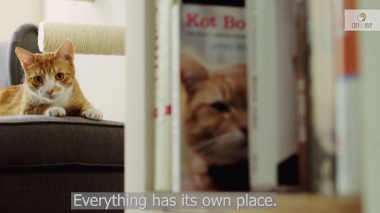 COSY AND DOZY Cat Shelf Deluxe WIT – Hangmat Kat – Maple Hout - 90 x 41 ...