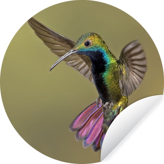 Behangcirkel - Kolibrie - Groen - Paars - 30x30 cm - Muurcirkel - Zelfklevend - Ronde... | bol.com