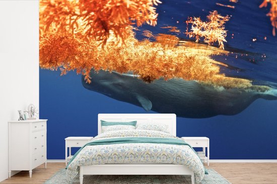 Behang - Fotobehang Potvis - Zeewier - Oranje - Breedte 450 cm x hoogte ...