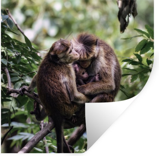 Muurstickers - Sticker Folie - Apen - Tak - Bladeren - 100x100 cm ...