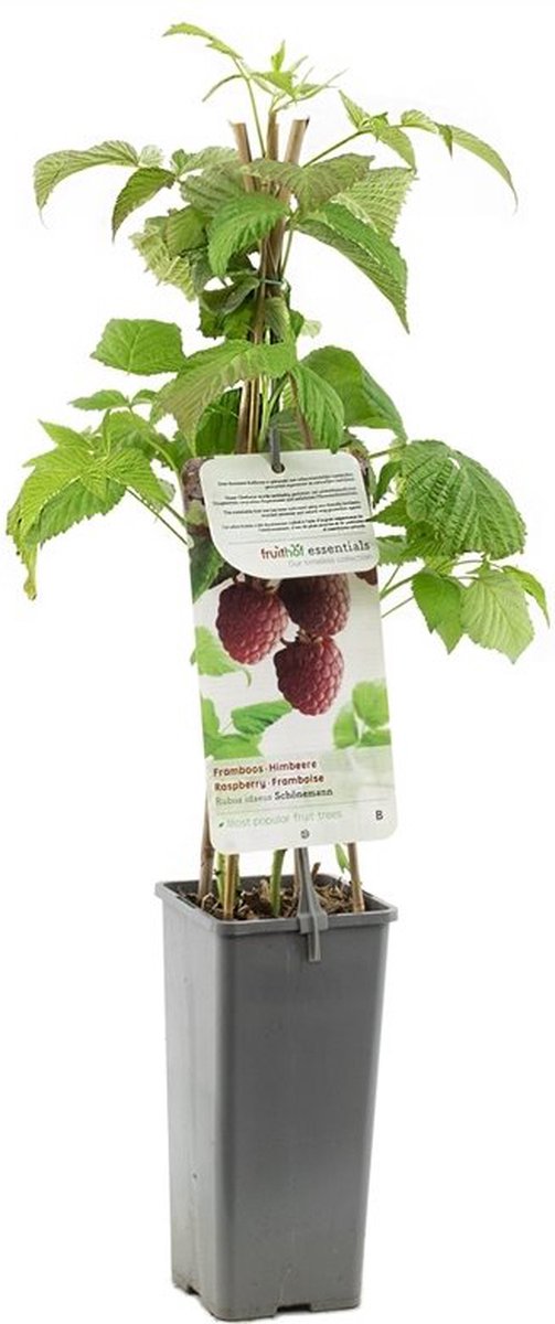 Framboos - Rubus idaeus 'Schönemann' - zomerframboos - frambozenplant ...