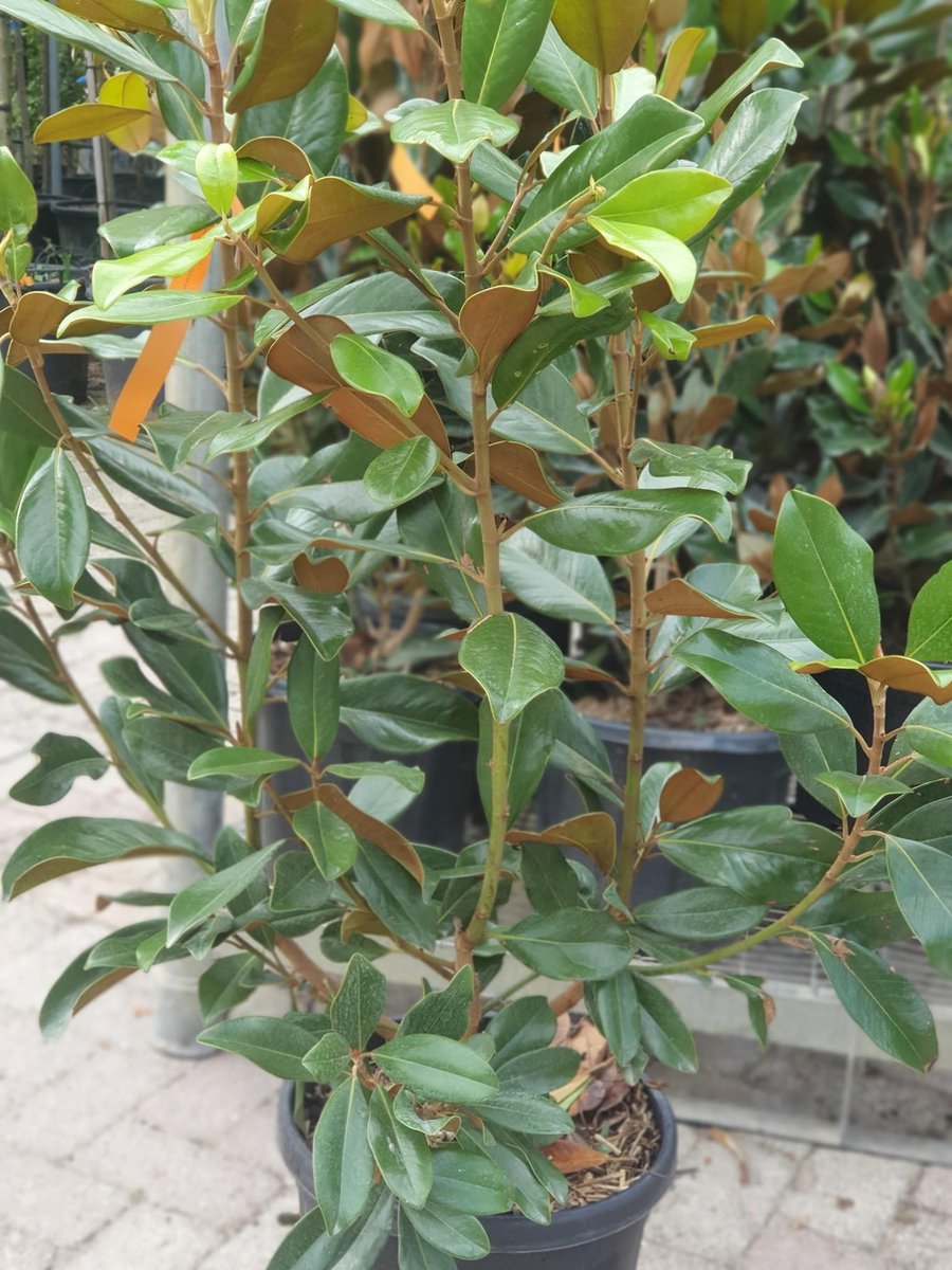 Magnolia struik | Magnolia grandiflora Goliath | Preacox | Hoogte: 120 ...