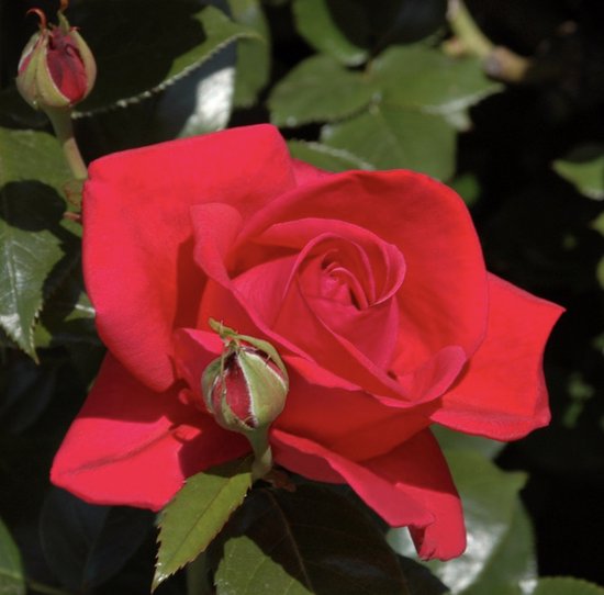 Rosa Red Flame | Klimroos | Rood | Doorbloeiend | bol