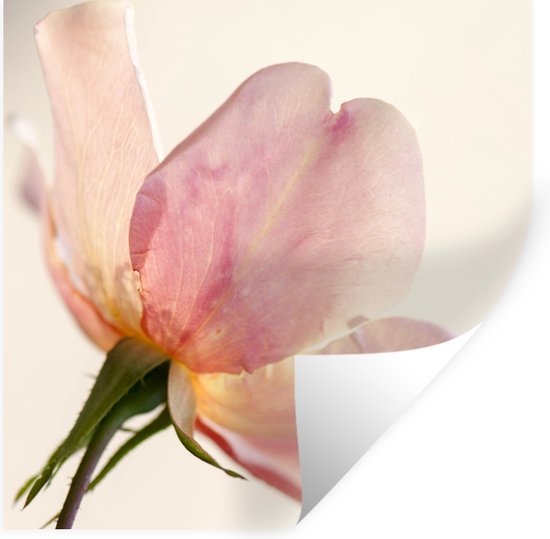 Muurstickers - Sticker Folie - Een nog jonge en gevoelige roze roos met witte... | bol