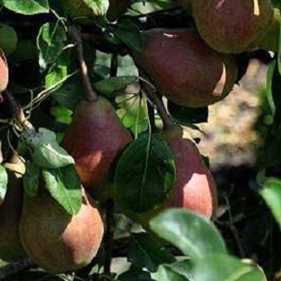 Pyrus Communis 'Clapp'S Favourite' - Poirier 'Clapp's Favourite ...