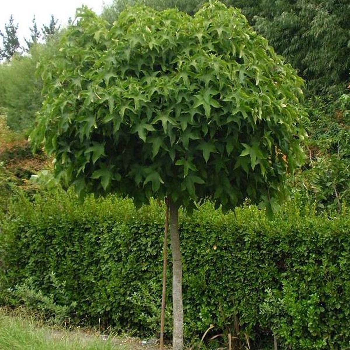 Liquidambar Styraciflua 'Gum Ball' - Amberboom - Stam 180 cm pot | bol.com