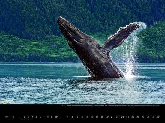 National Geographic Animal Giants 2018 | 4002725954695 | Boeken | bol.com