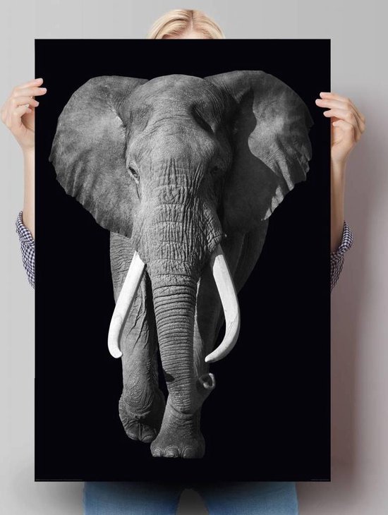REINDERS Olifant - Poster - 61x91,5cm | bol.com