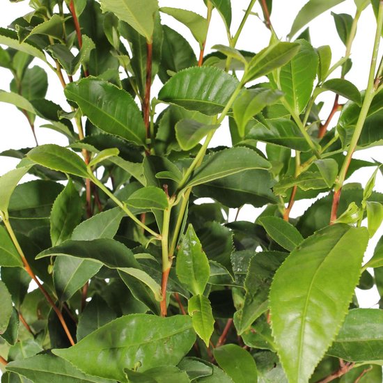 Theeplant - Thee Plant - Camellia sinensis | bol