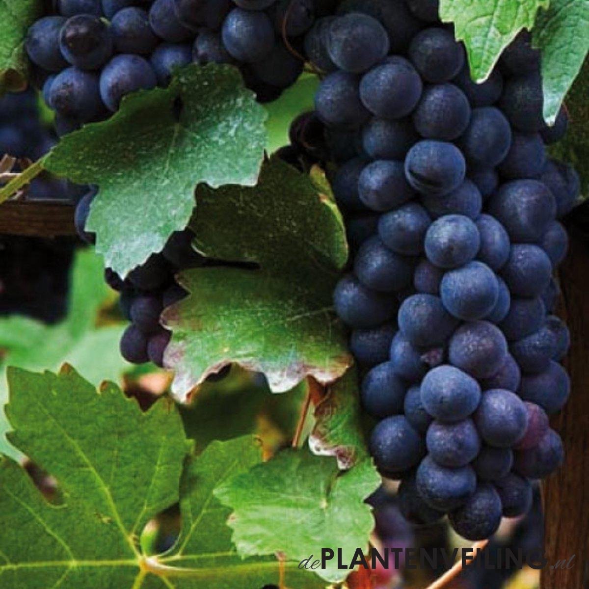 Blauwe druif - Vitis 'Beta' - kleinfruit - fruitstruik - zelf druiven ...