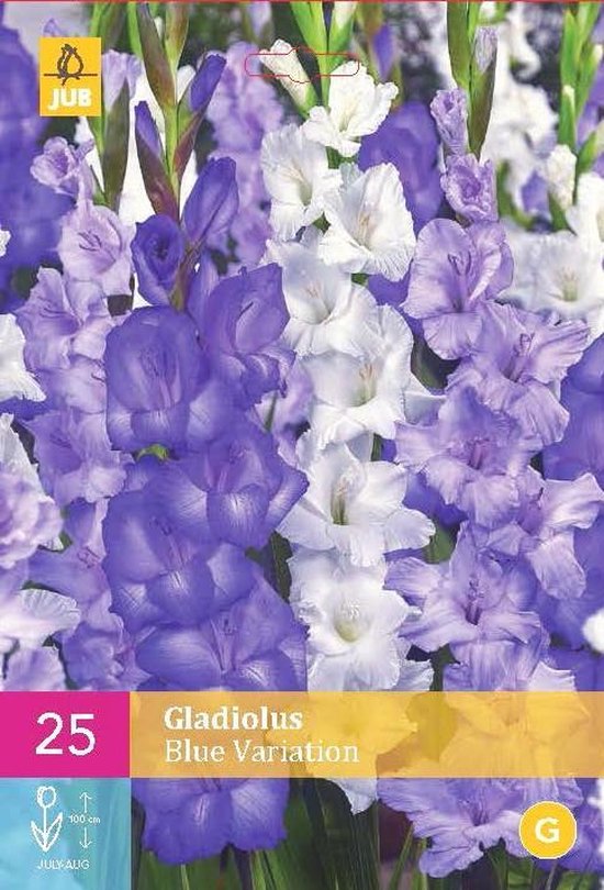 Gladiolen Blue Variation - 3 sets | bol.com