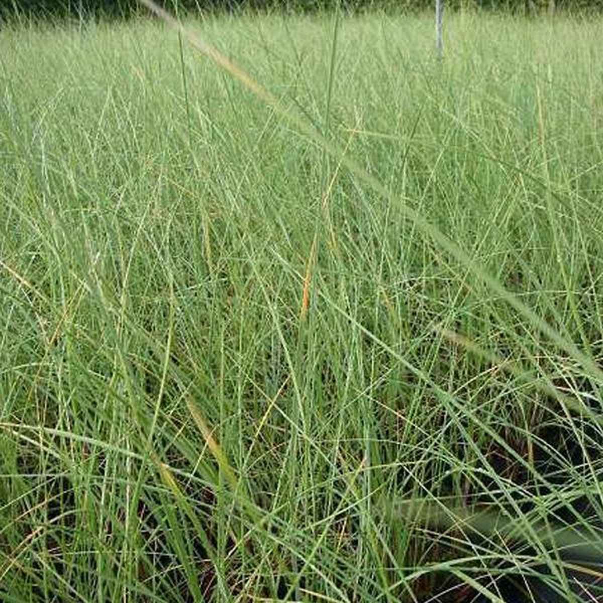 6 x Ammophila Arenaria - Helmgras pot 9x9cm | bol.com