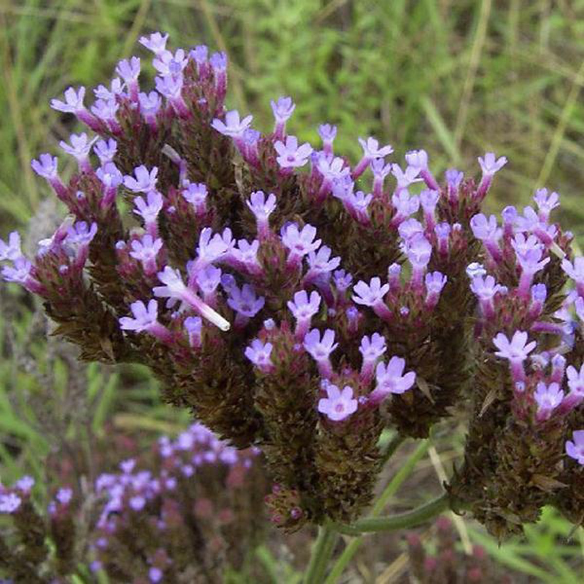 6 x Verbena Bonariensis - IJzerhard Pot 9x9cm | bol.com
