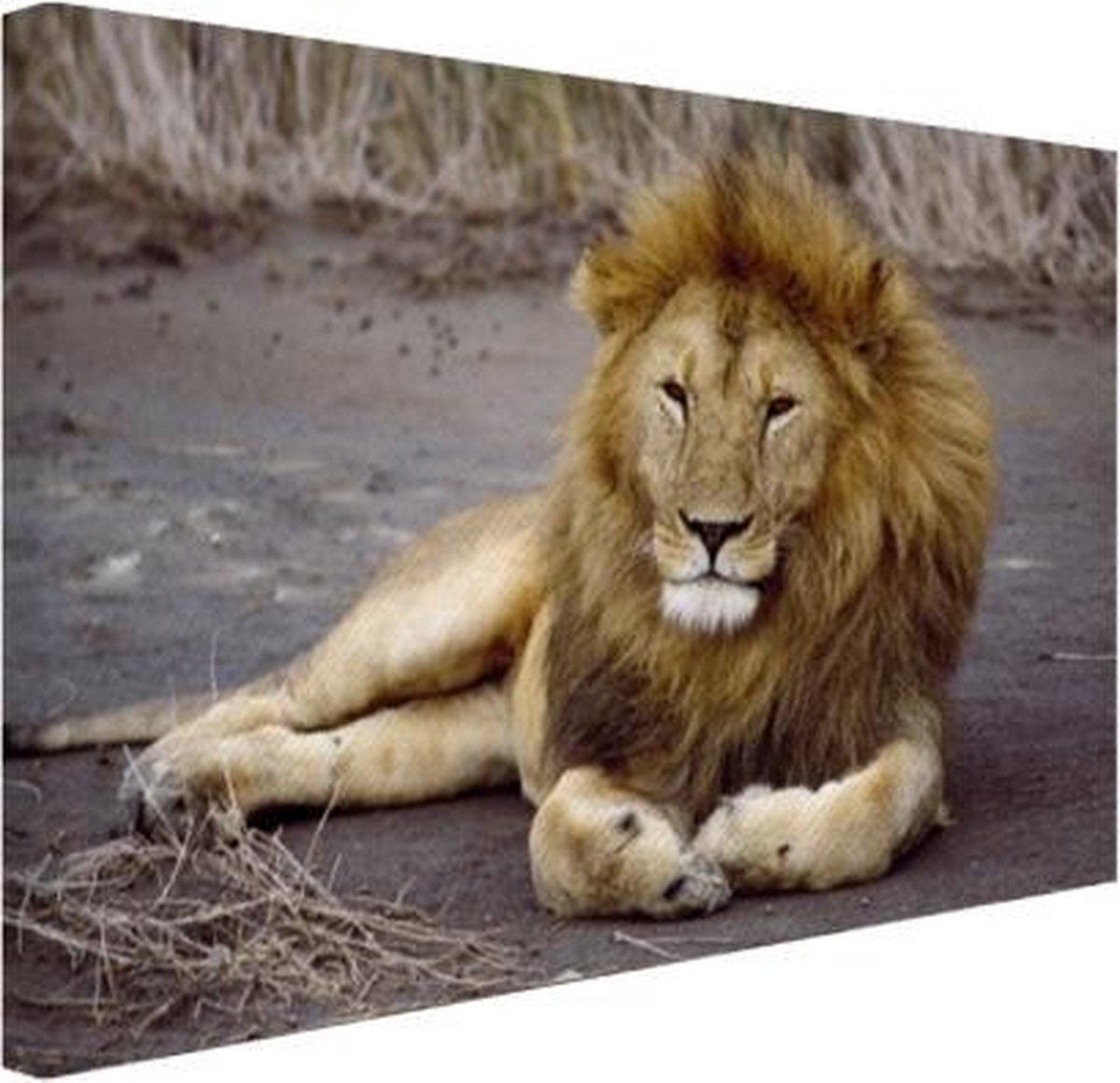 bol.com | Liggende leeuw in Afrika Canvas 120x80 cm - Foto print op Canvas schilderij...
