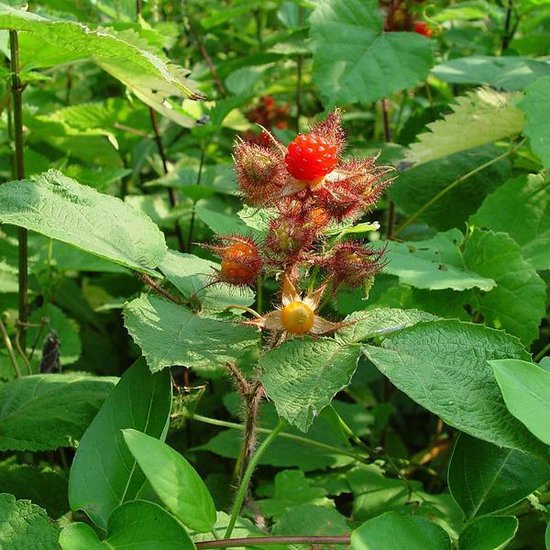 Rubus Phoenicolasius: Japanse Wijnbes 50-60 cm in Pot - Exotische ...