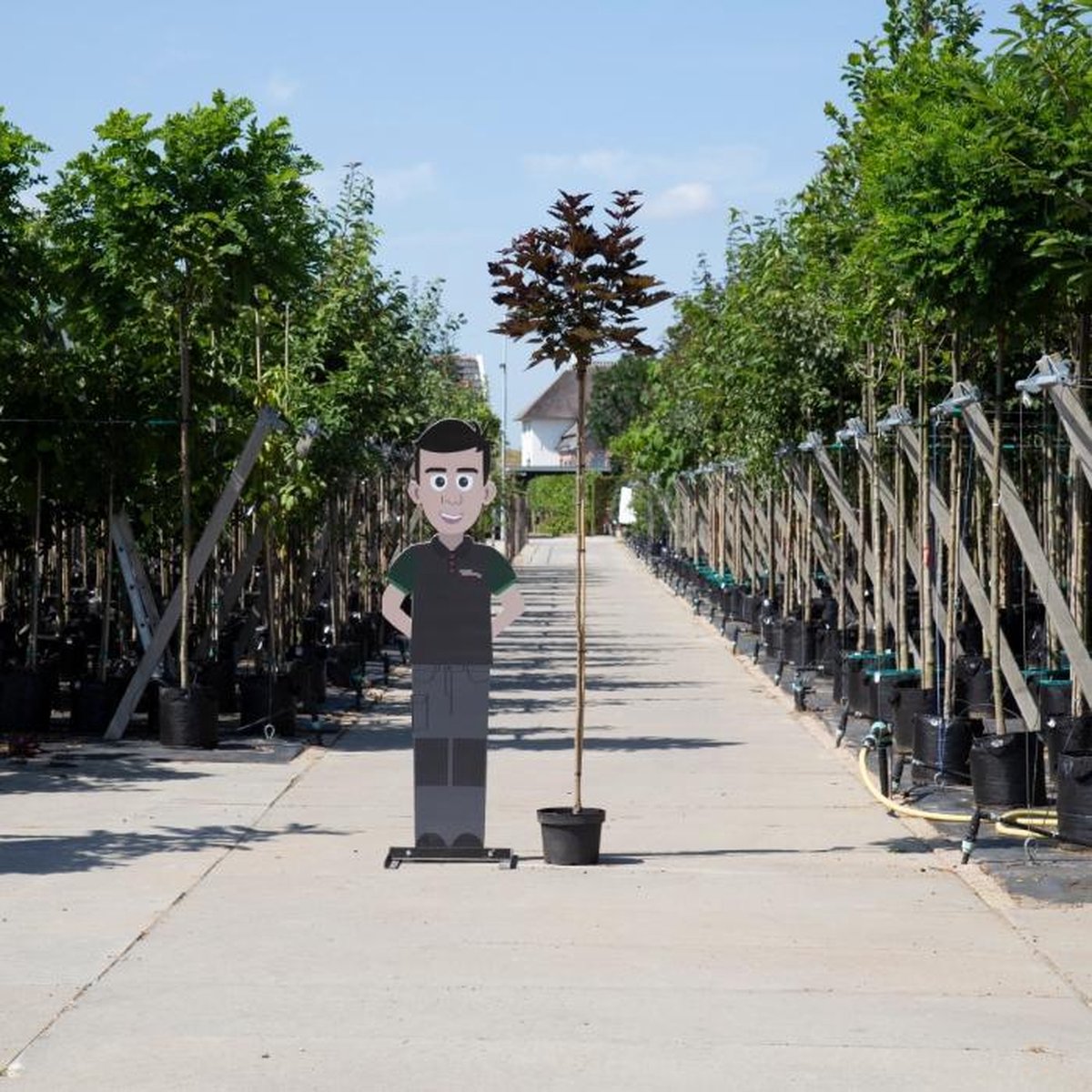 Rode bol esdoorn - Acer pl. 'Crimson Centry’ 180 cm stamhoogte (6 - 10 ...